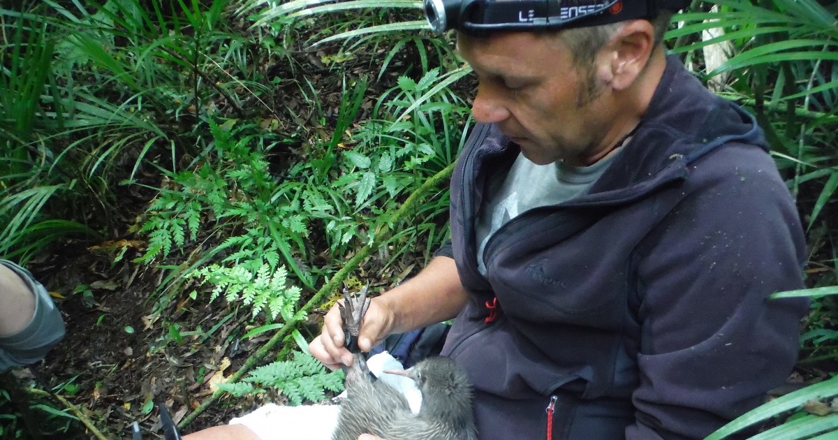 The Totara has fallen in the forest of Tane » Rory Gardiner Blog