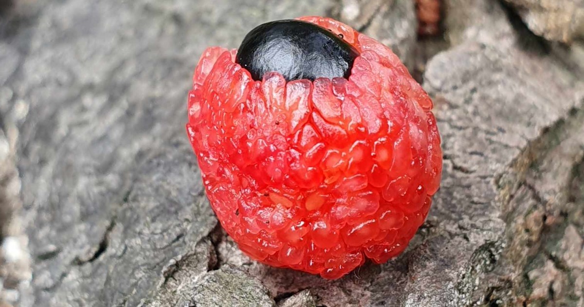 Happy New Year - Titoki seed for new beginnings » Rory Gardiner Blog